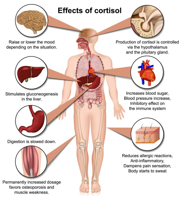 Cushing's Syndrome • Bariboost
