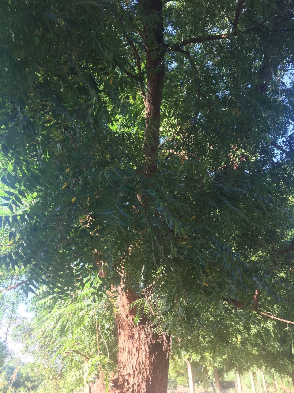 Neem Leaves (dongoyaro Leaf) • Bariboost