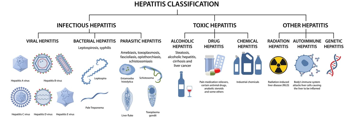 Types Of Hepatitis • Bariboost